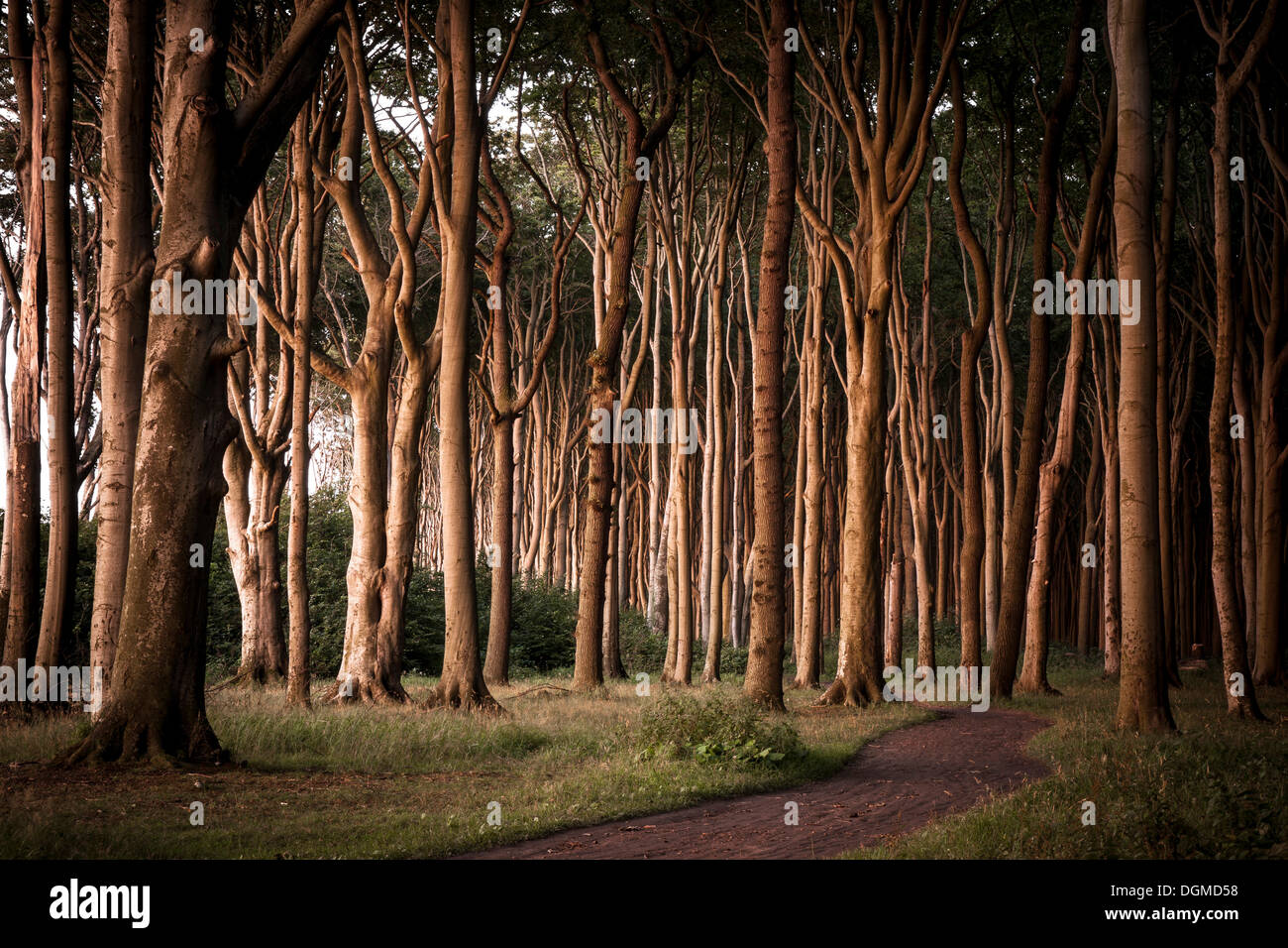 Gespensterwald nienhagen hi-res stock photography and images - Alamy