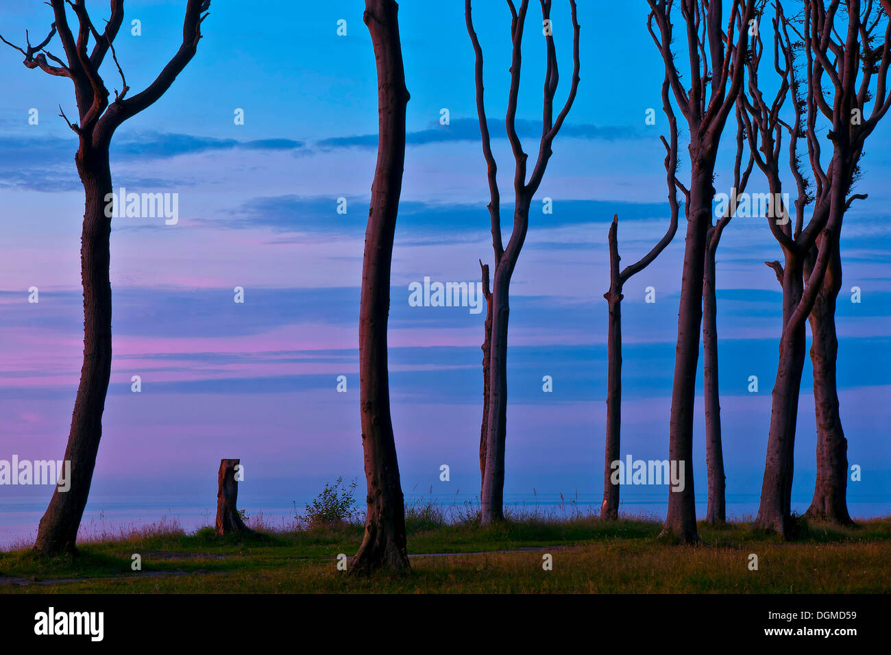 Ghost Forest, tree silhouettes against the sky, blue hour, Nienhagen ...