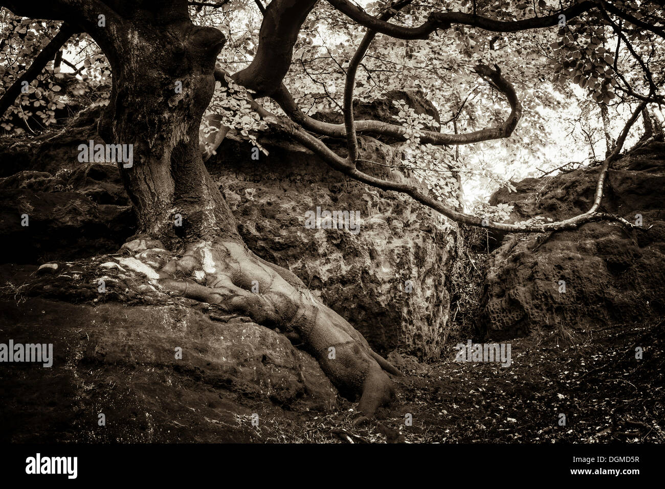 Gnarled European Beech (Fagus sylvatica) growing on a rock, Saxon ...