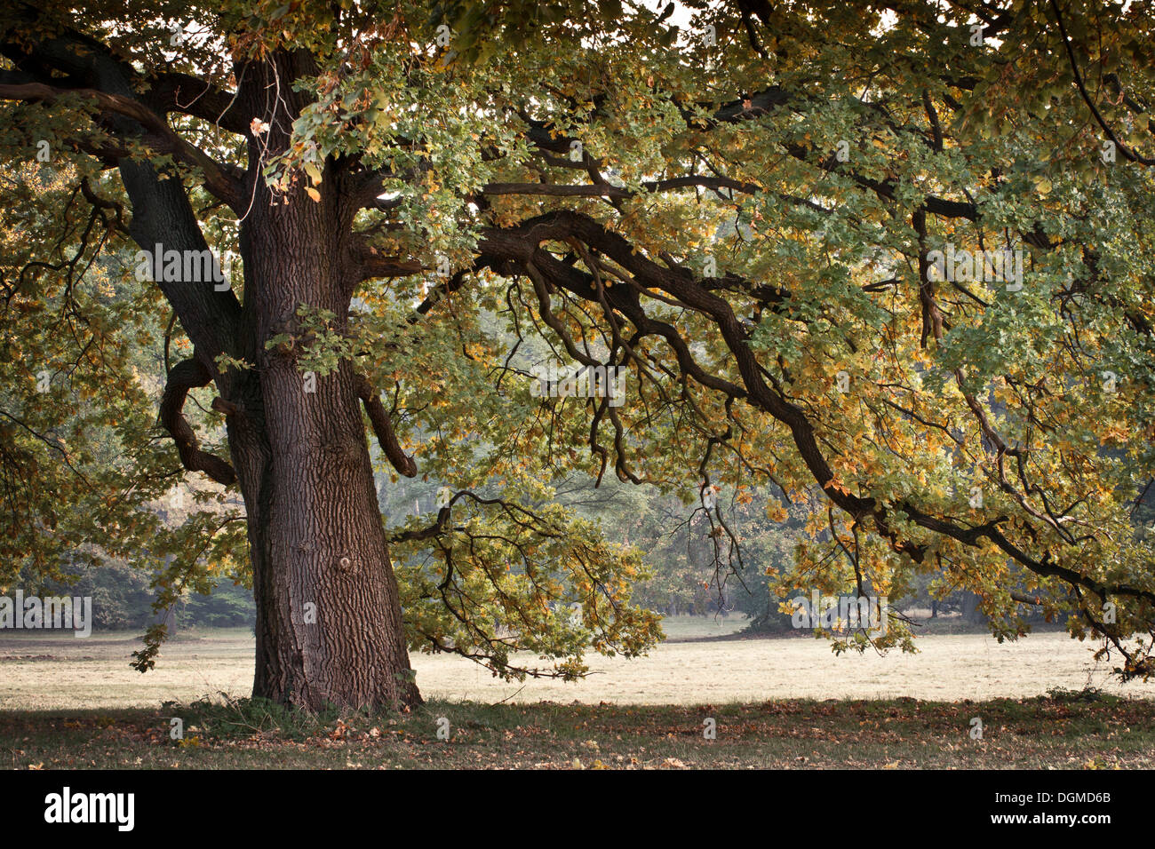 Oaks quercus sp hi-res stock photography and images - Alamy