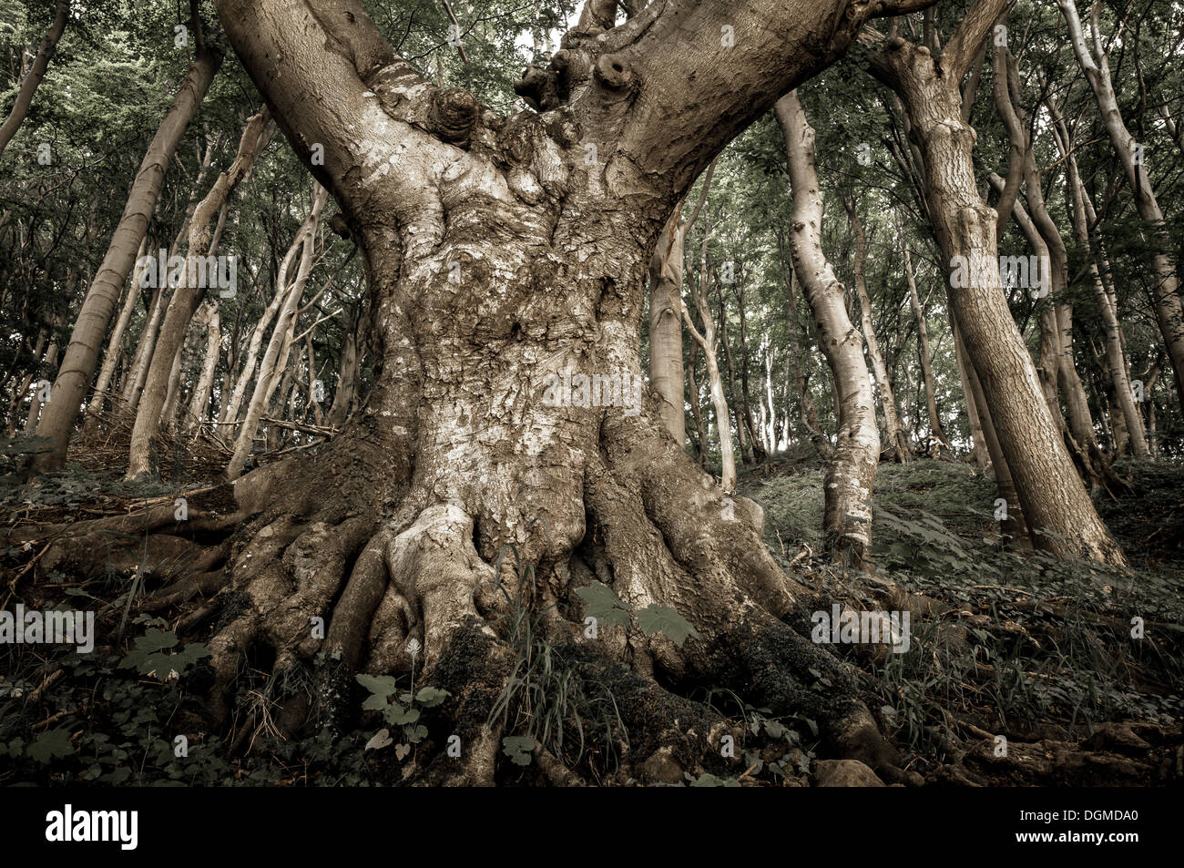 Gnarled trunk of an old European Beech (Fagus sylvatica), Jasmund ...
