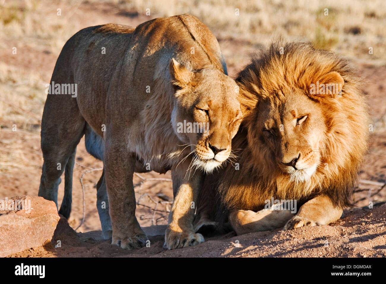 Male And Female Lions Cuddling