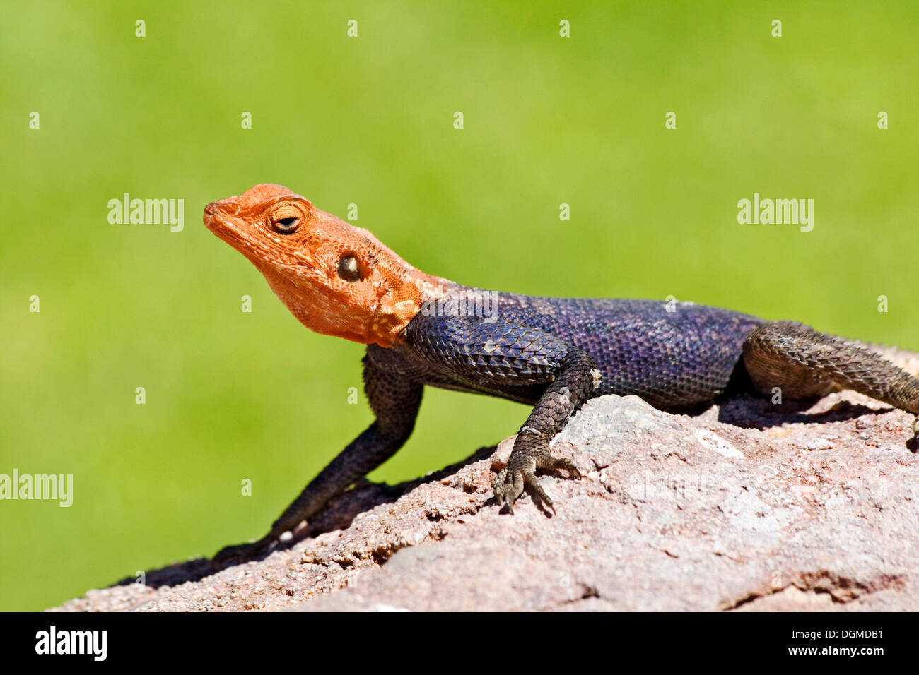 Red headed rock agama hi-res stock photography and images - Alamy