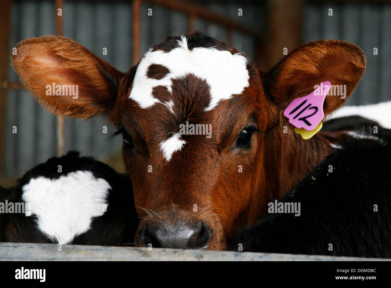 Calf portrait hi-res stock photography and images - Alamy