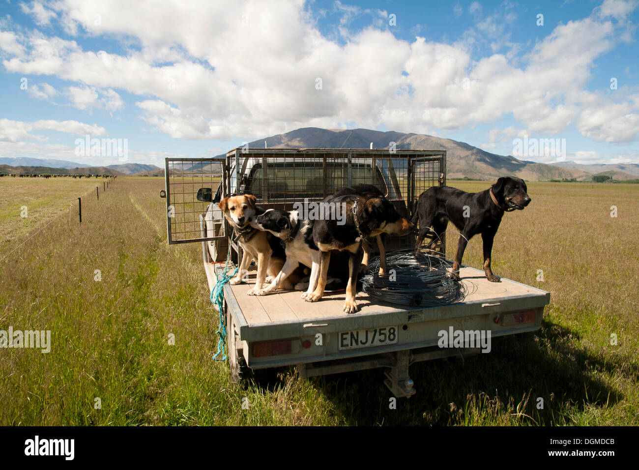 New zealand sheep station hi-res stock photography and images - Alamy