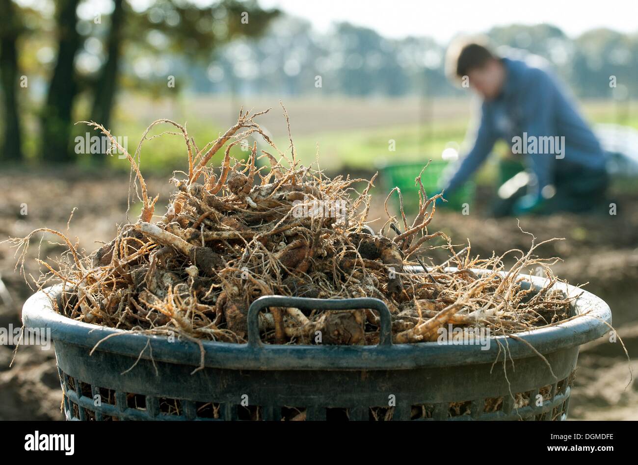 Ginseng farm in germany hi-res stock photography and images - Alamy