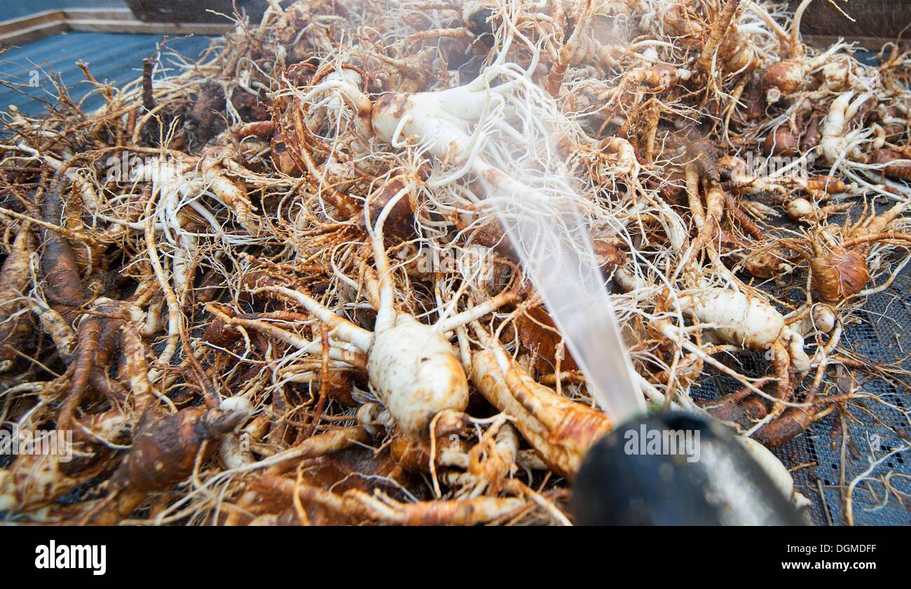 Ginseng farm in germany hi-res stock photography and images - Alamy