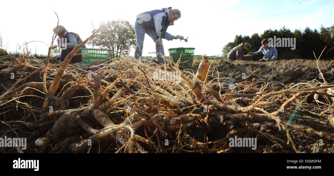 Ginseng farm in germany hi-res stock photography and images - Alamy