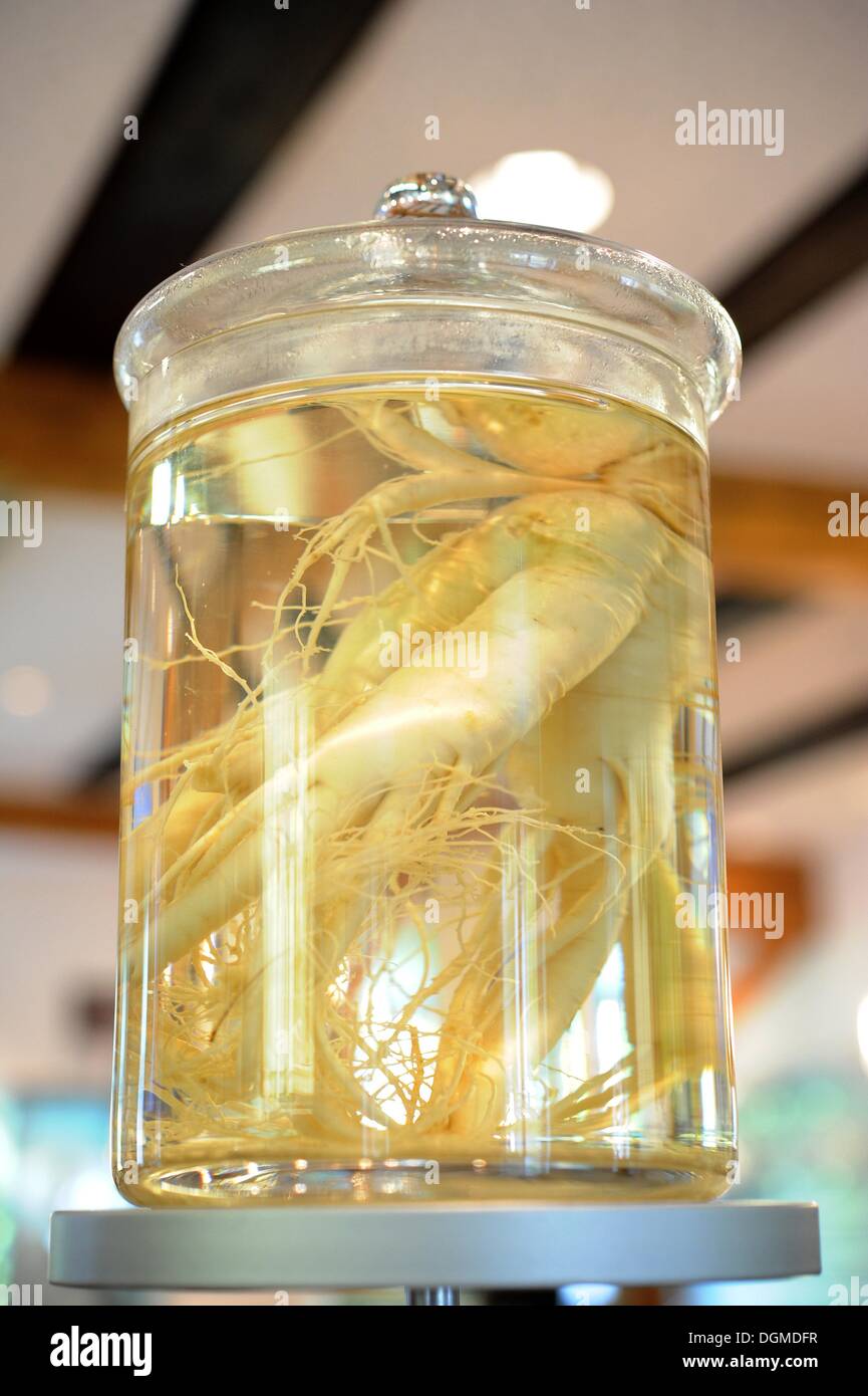 Ginseng farm in germany hi-res stock photography and images - Alamy