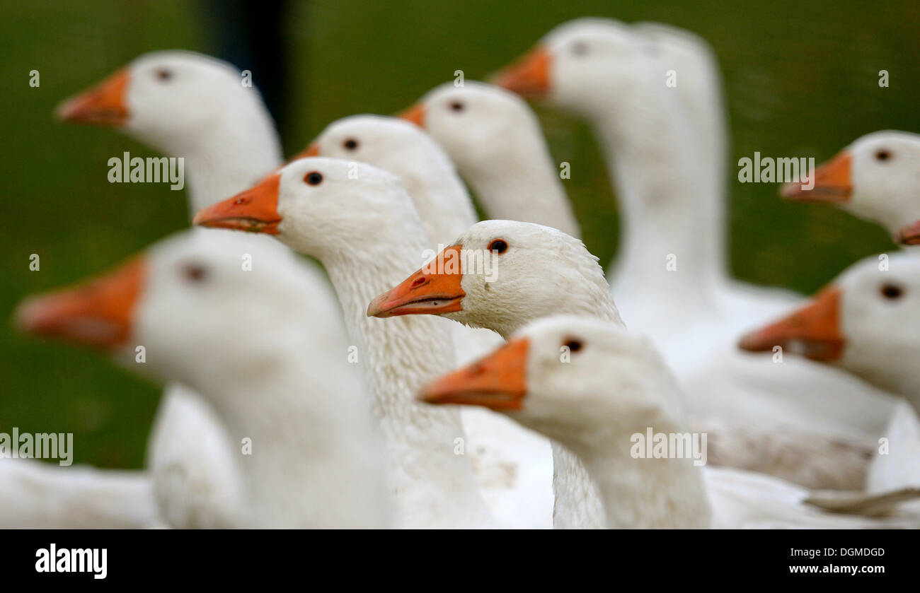 Neu Fahrland, Germany. 23rd Oct, 2013. Geese run over a pasture at the ...