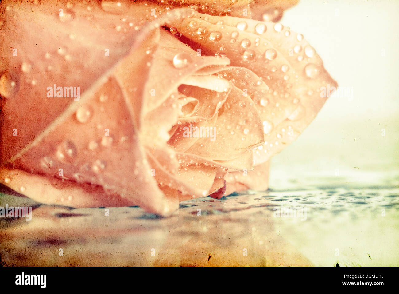 Pink roses covered with dew on vintage background Stock Photo - Alamy