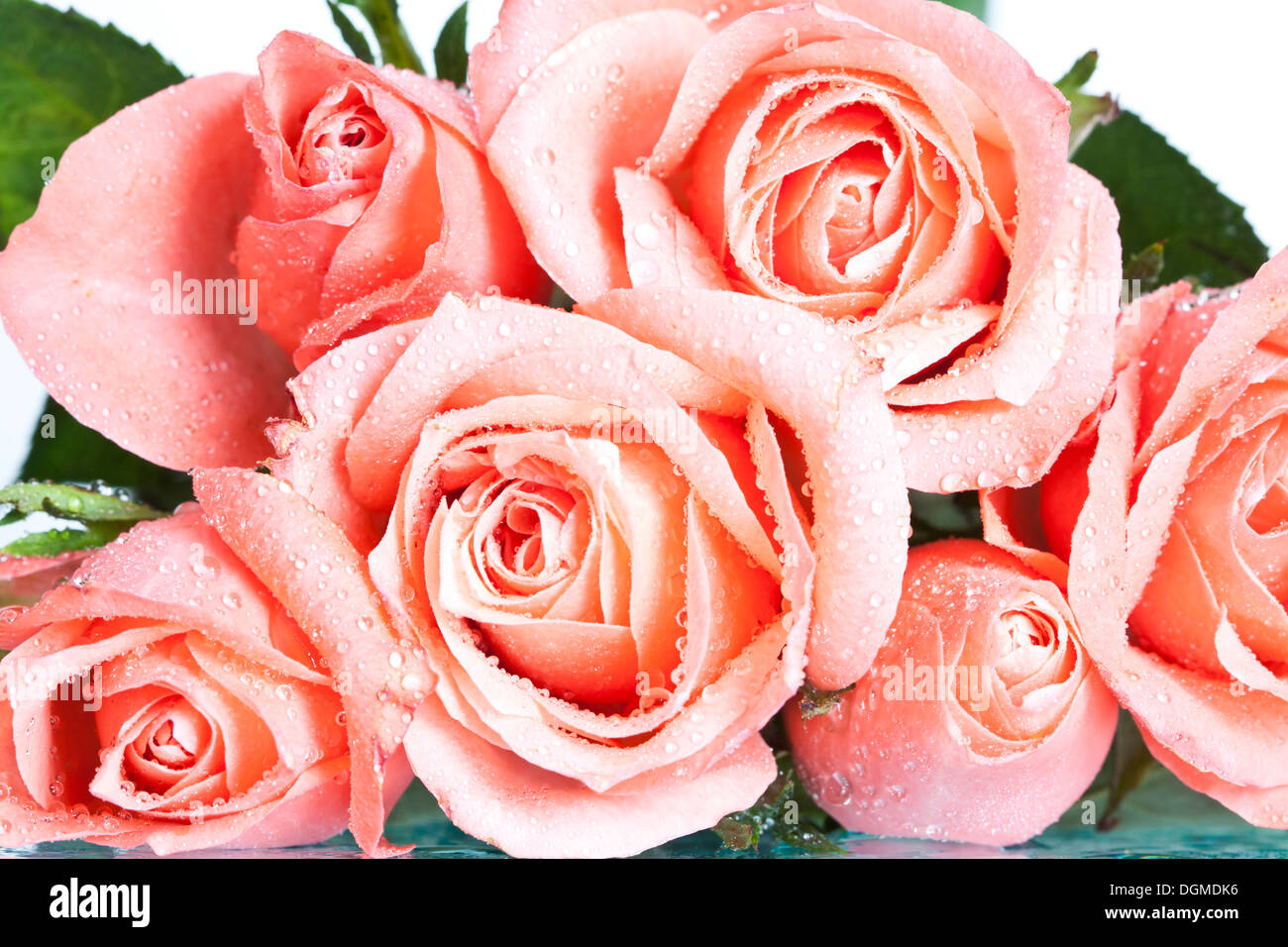 Dew covered buds hi-res stock photography and images - Alamy