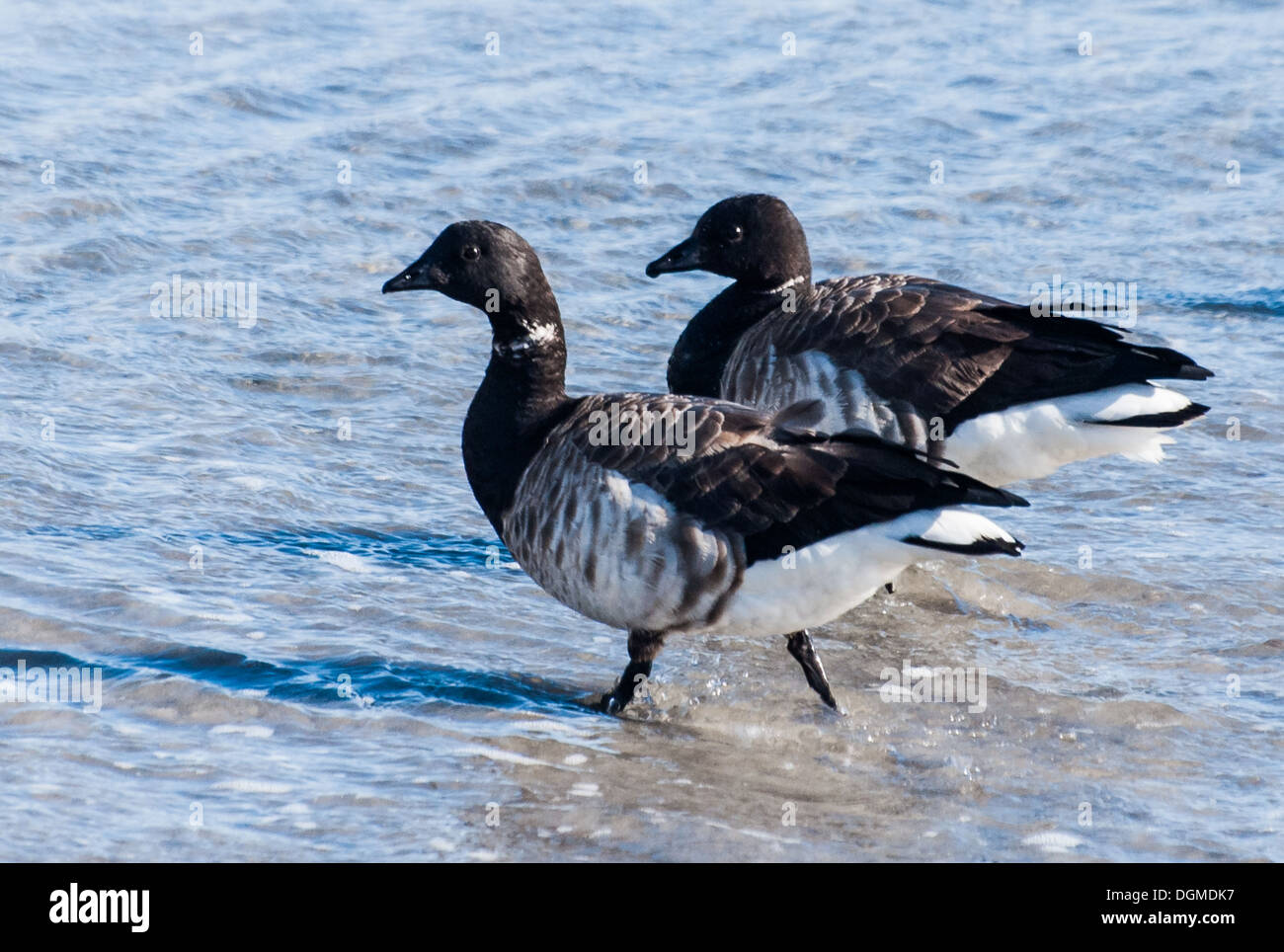 Two Brent geese Stock Photo - Alamy