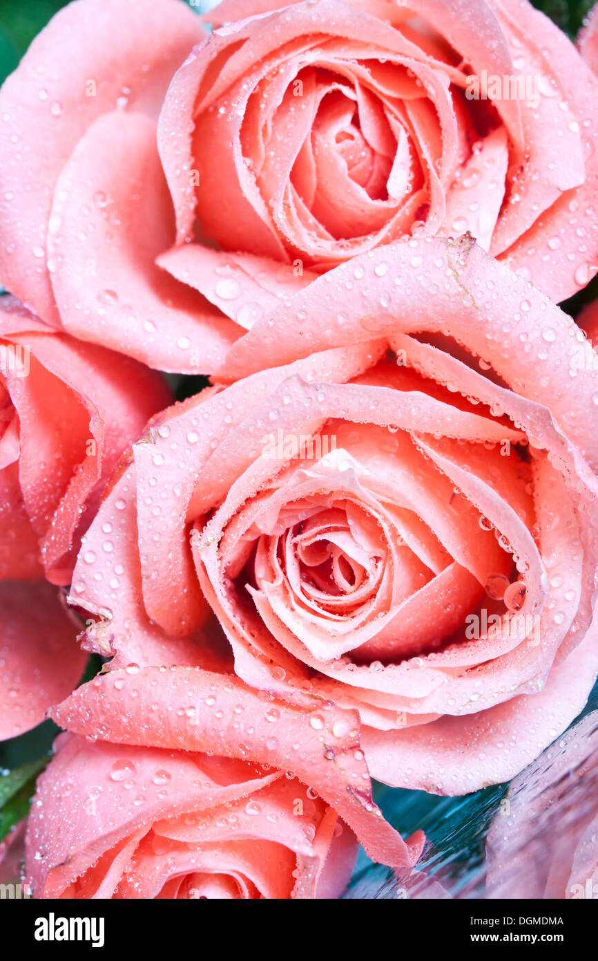 Dew covered buds hi-res stock photography and images - Alamy