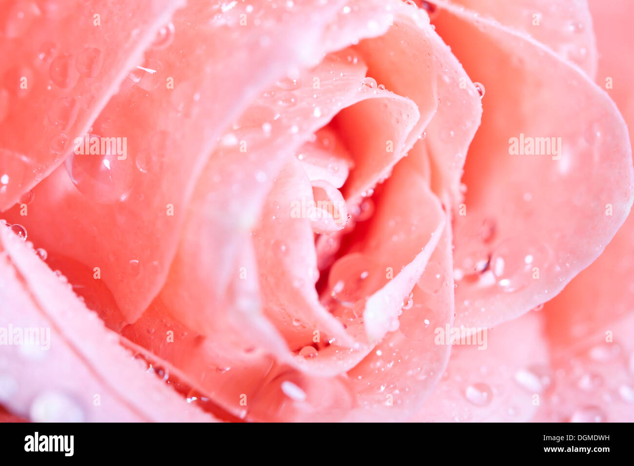 Covered rose buds hi-res stock photography and images - Alamy