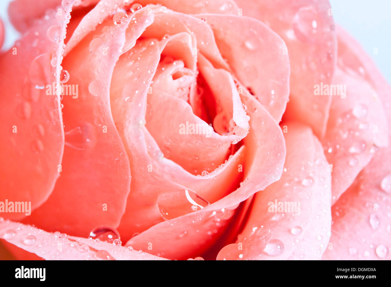Pink rose dew hi-res stock photography and images - Alamy