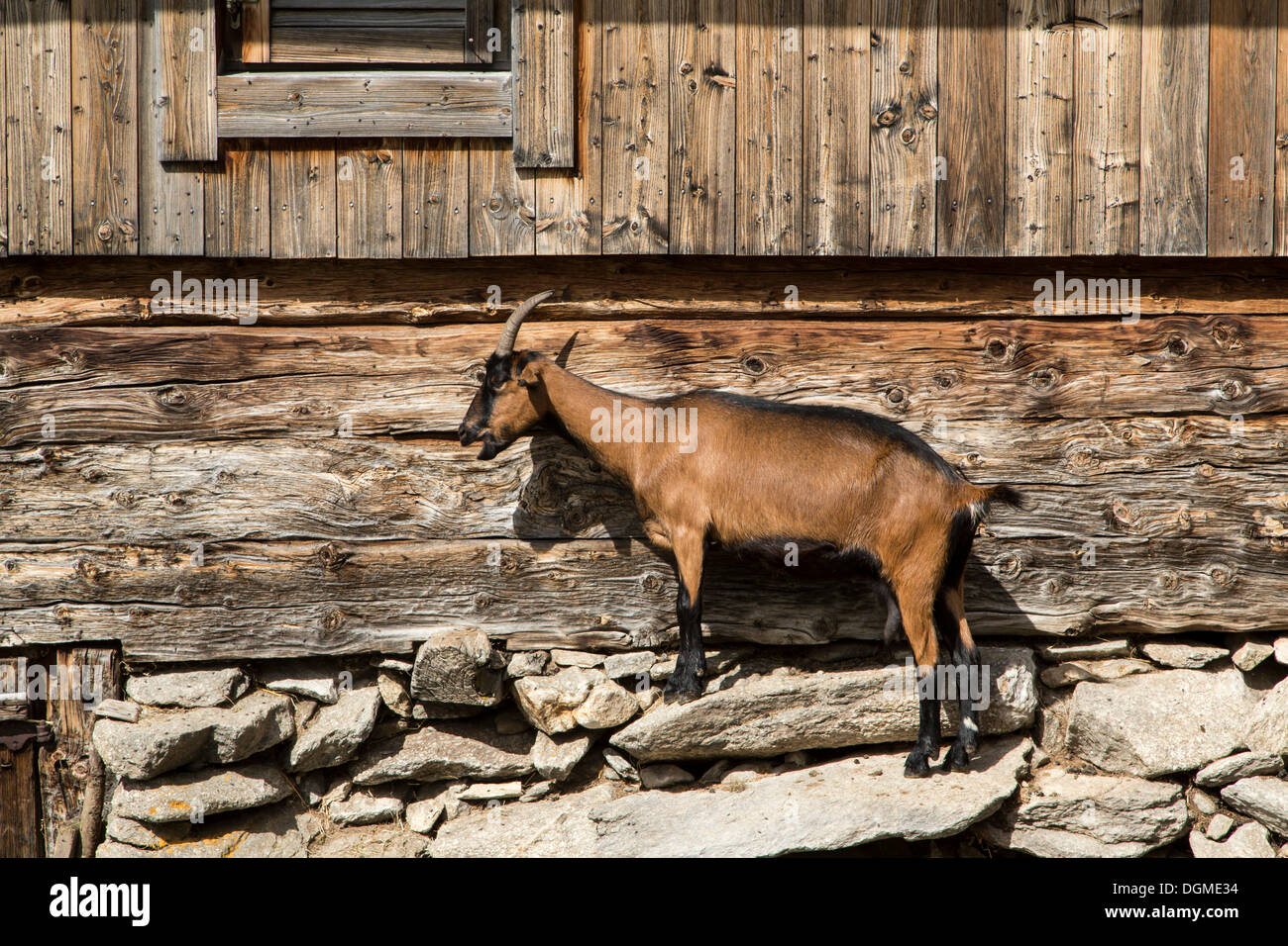 Goat Houses High Resolution Stock Photography and Images - Alamy