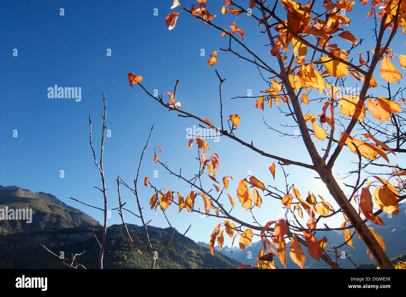 Closeup of a backlit autumnal tree, Pyrenees, Spain Stock Photo - Alamy