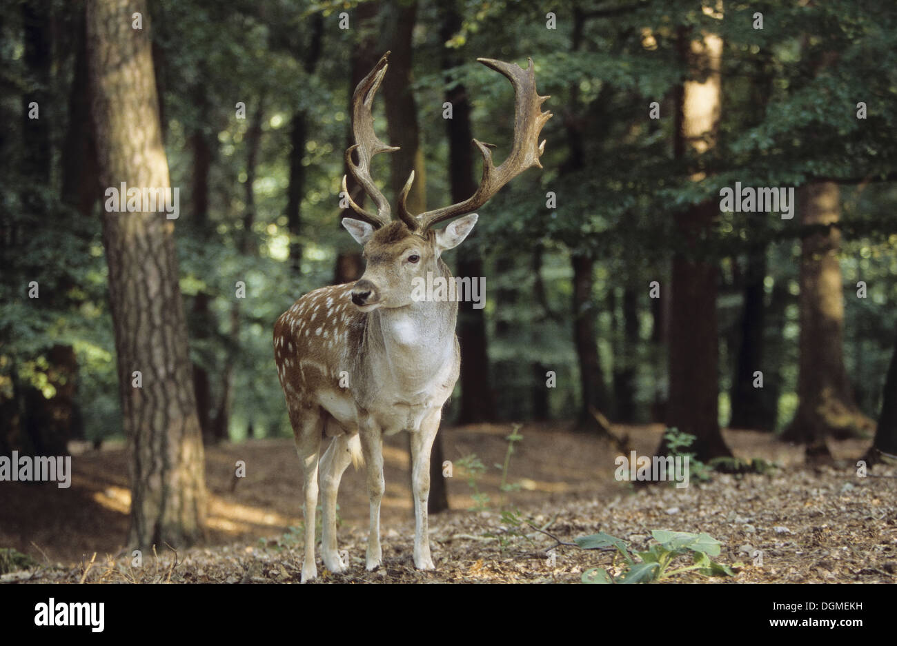 fallow deer, hart, male, Damhirsch, Dam-Hirsch, Damwild, Männchen ...