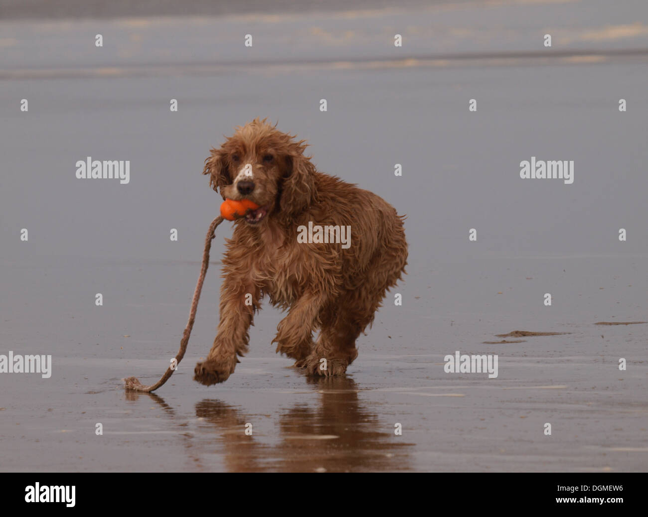 Cocker Spaniel playing at the beach, Bude, Cornwall, UK Stock Photo - Alamy