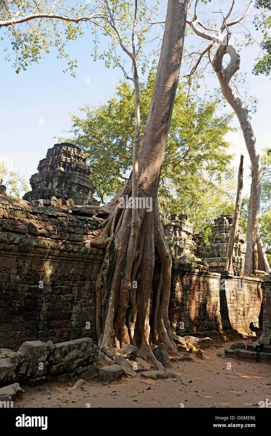 Roots of a Tetrameles nudiflora tree overgrowning the ruins of Ta Prohm ...