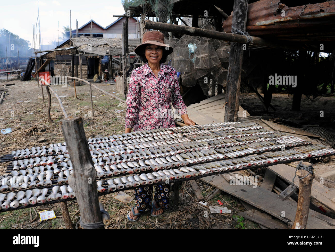 Woman putting fish out to dry in the village of Kampong Khleang ...