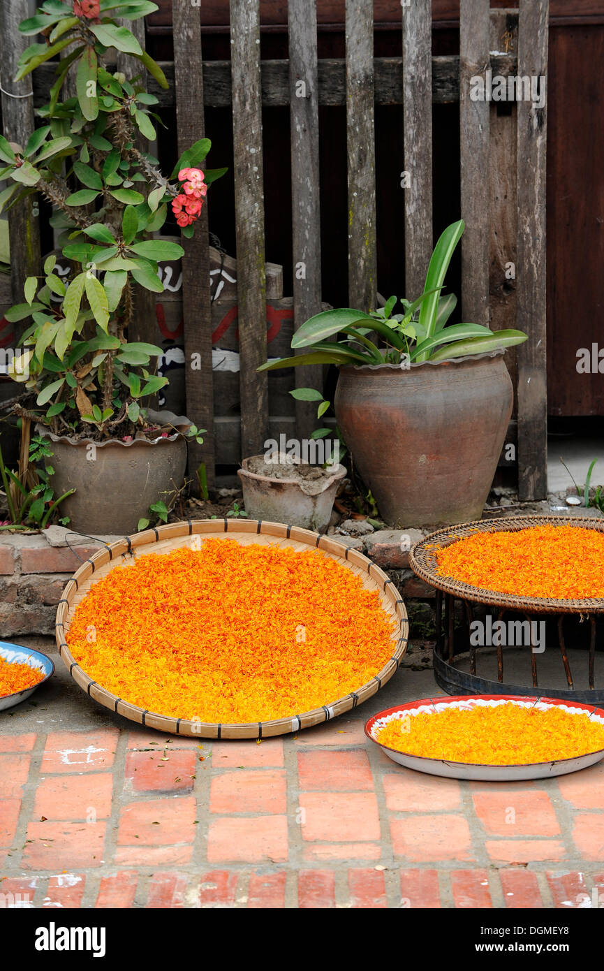 Drying saffron flowers hi-res stock photography and images - Alamy