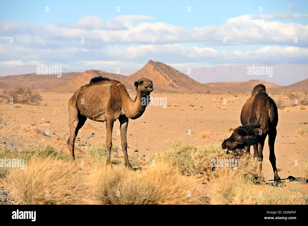 Dromedaries or Arabian Camels (Camelus dromedarius) in the desert ...