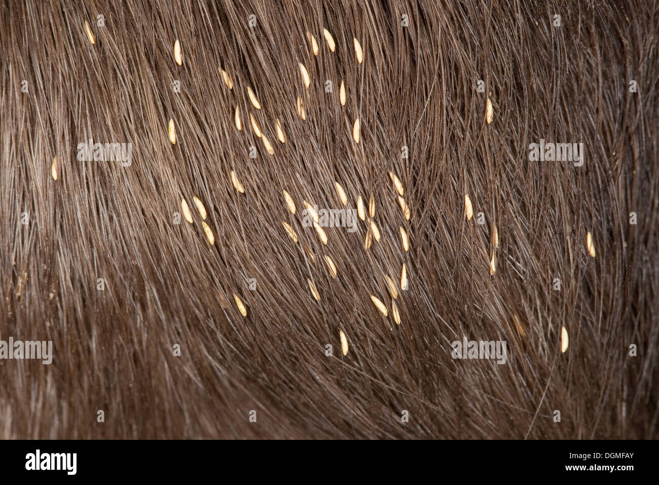 Gasterophilus Intestinalis Slide