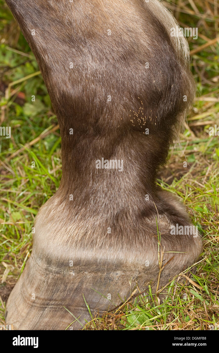 Gasterophilus Intestinalis Slide