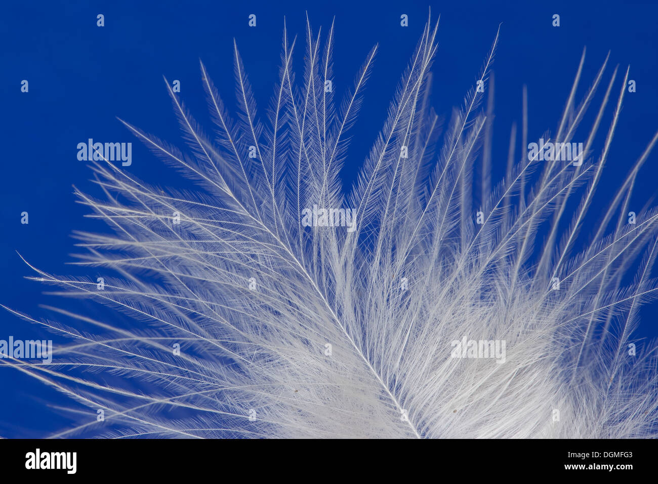 feather, plume, down feather, Daunen, Dunen, Daunenfeder, Vogelfeder ...