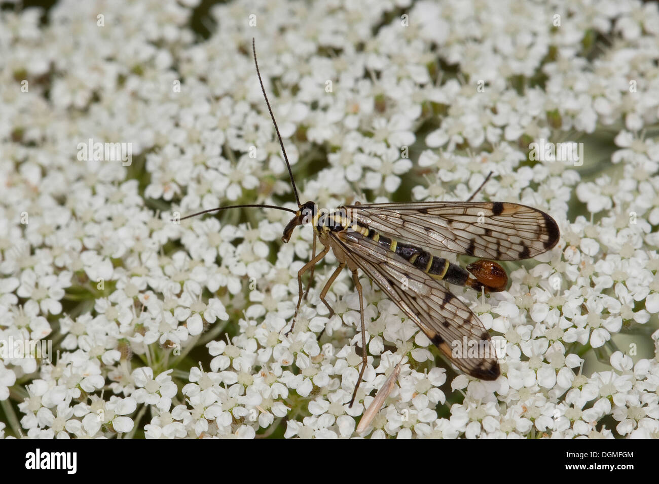 scorpionfly, scorpion fly, male, Deutsche Skorpionsfliege, Männchen ...
