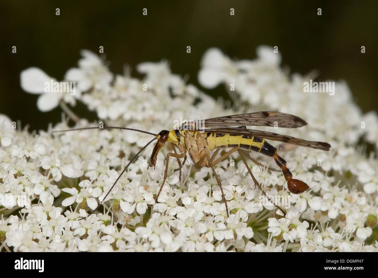 scorpionfly, scorpion fly, male, Deutsche Skorpionsfliege, Männchen ...