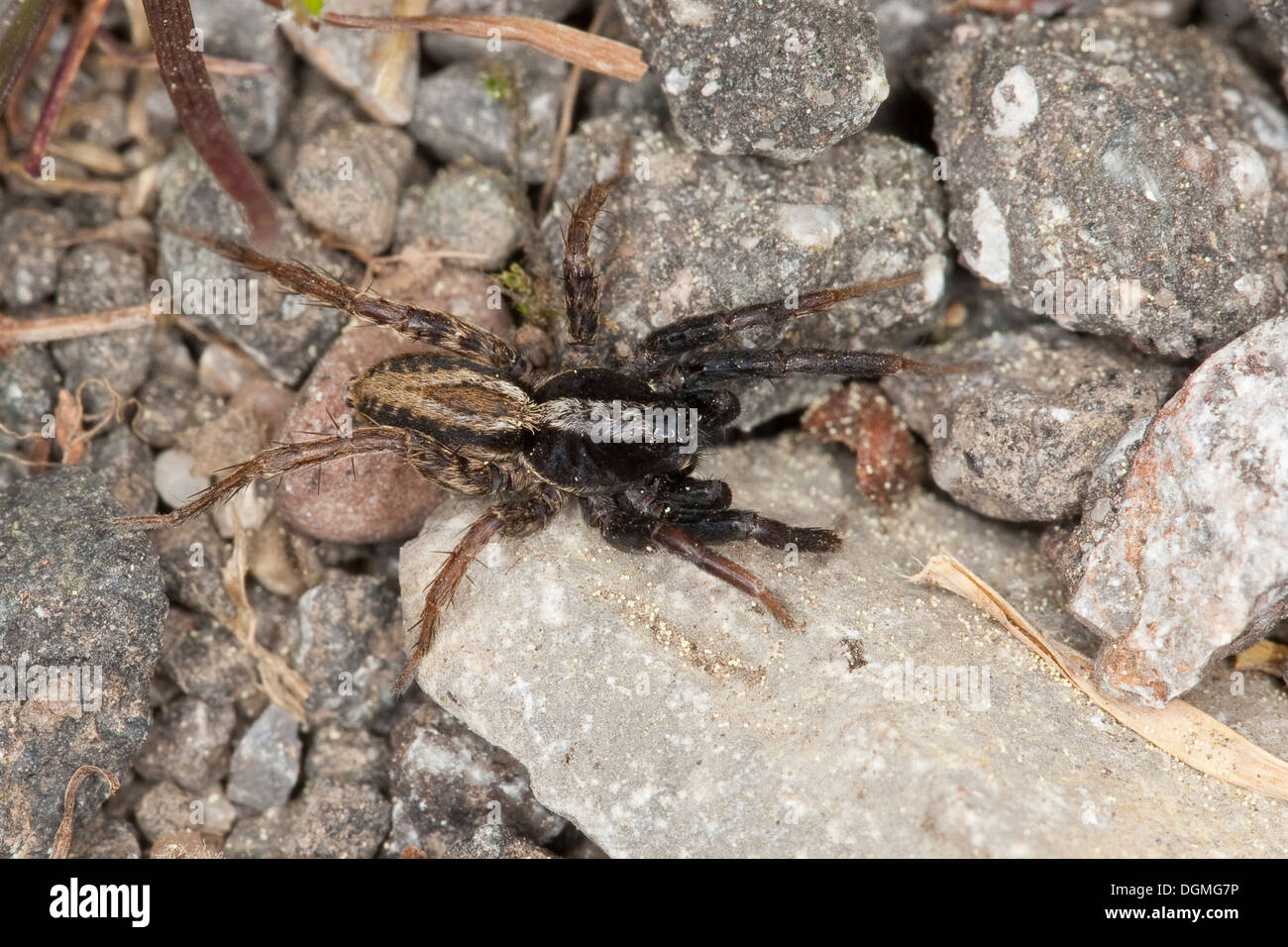 Wolf spider, male, Dickfußpantherspinne, Dickfuß-Pantherspinne ...