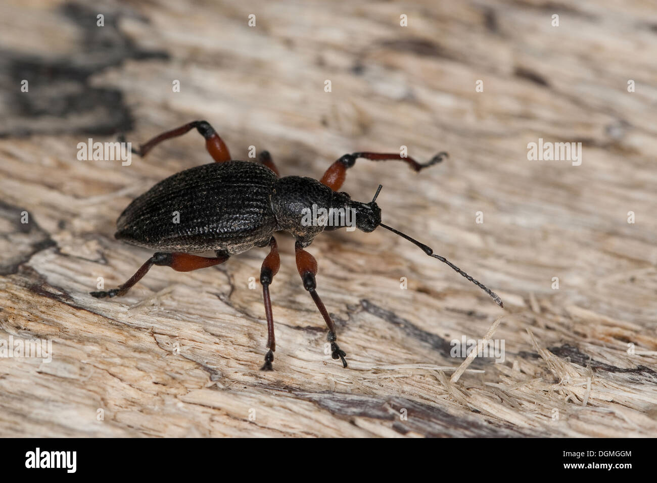 snout beetles, snout weevils, snout beetle, snout weevil, Otiorhynchus ...