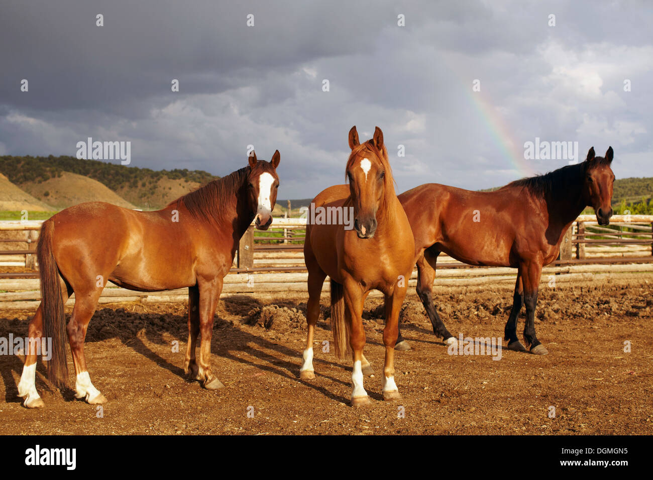 USA, Colorado, Horses on field Stock Photo - Alamy