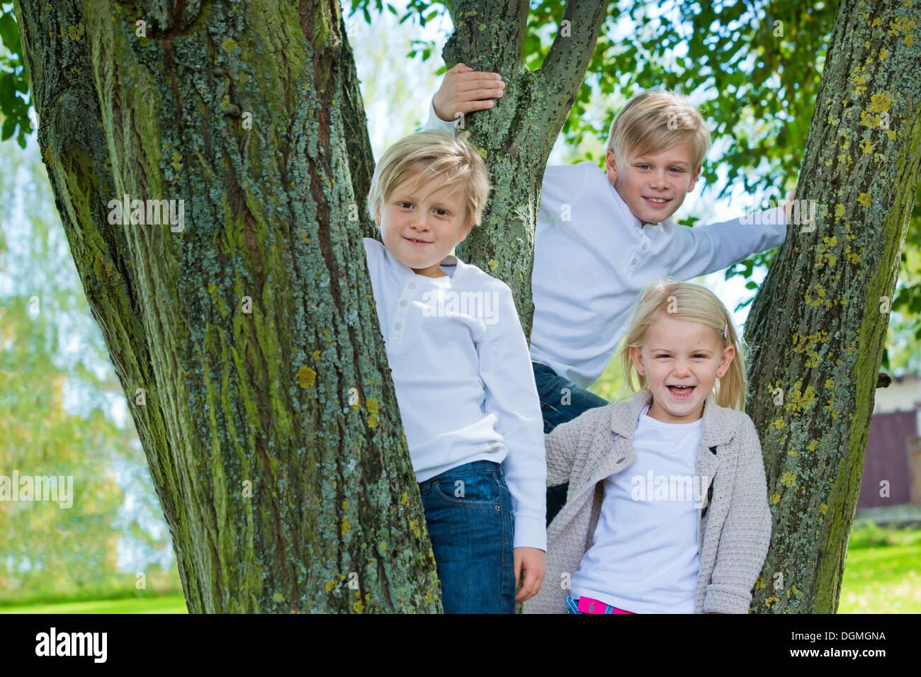 Three children standing on a tree Stock Photo - Alamy