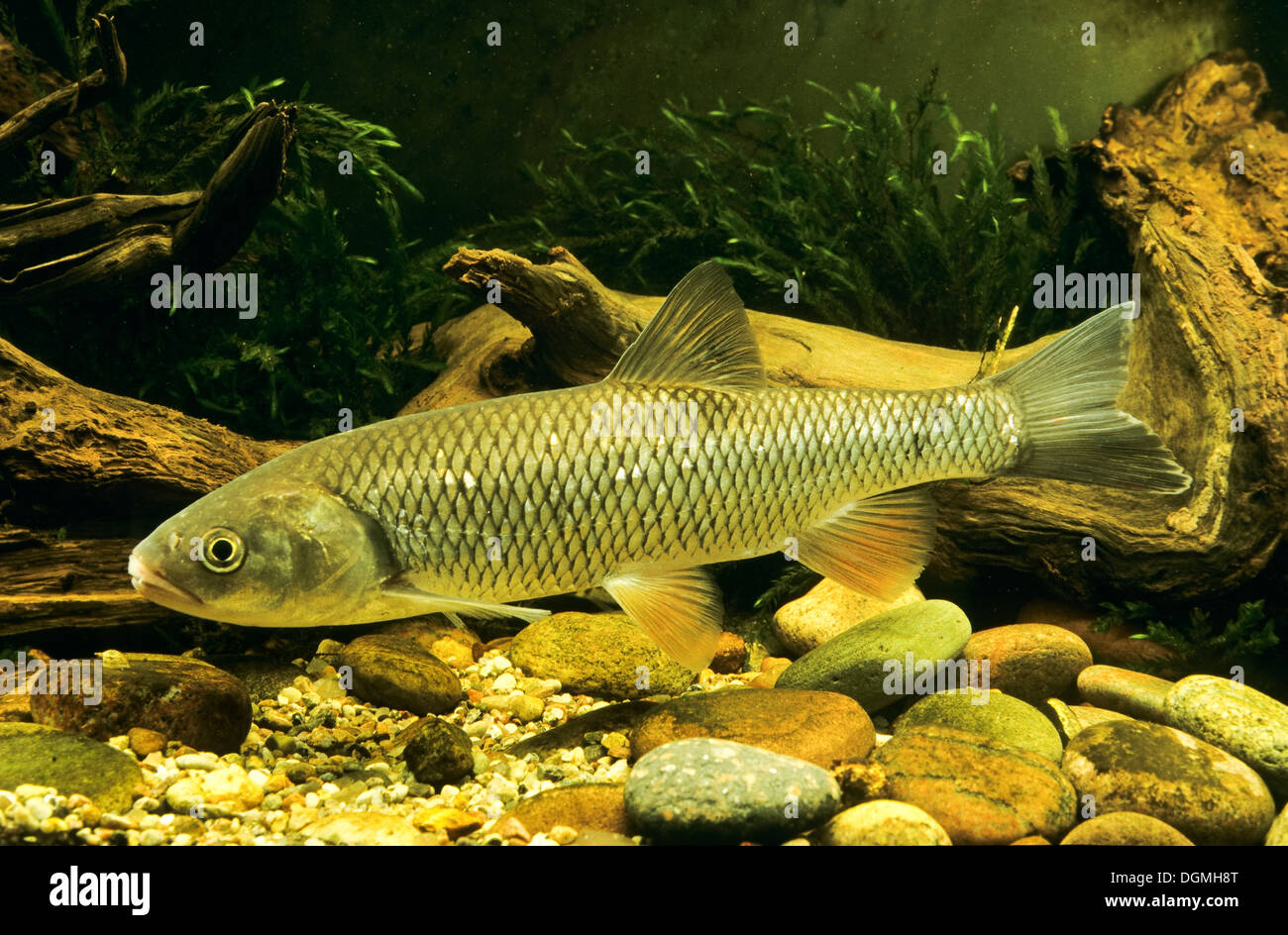European chub, round chub, fat chub, chevin, pollard, Döbel, Alet ...