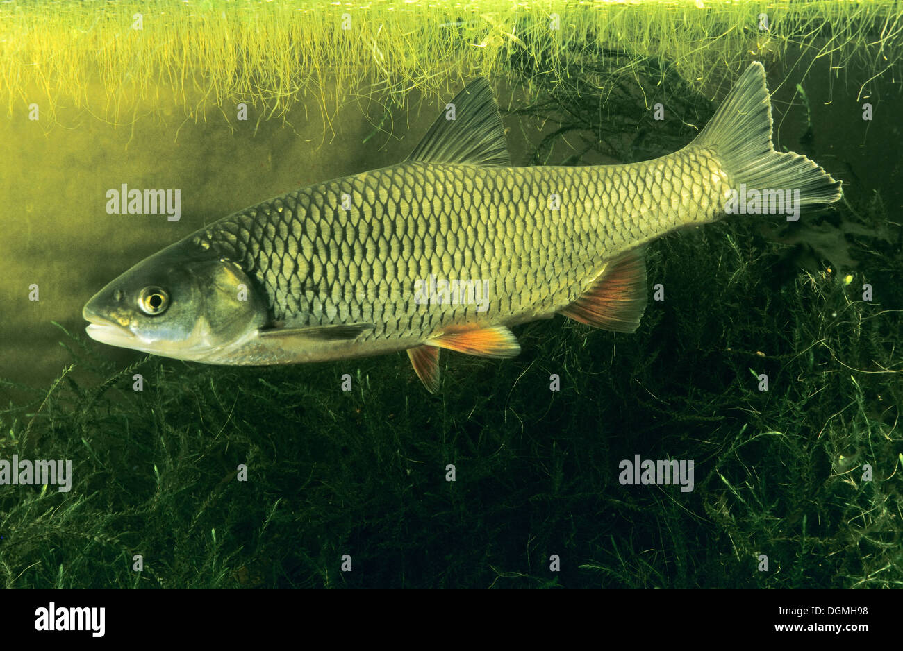 European chub, round chub, fat chub, chevin, pollard, Döbel, Alet ...