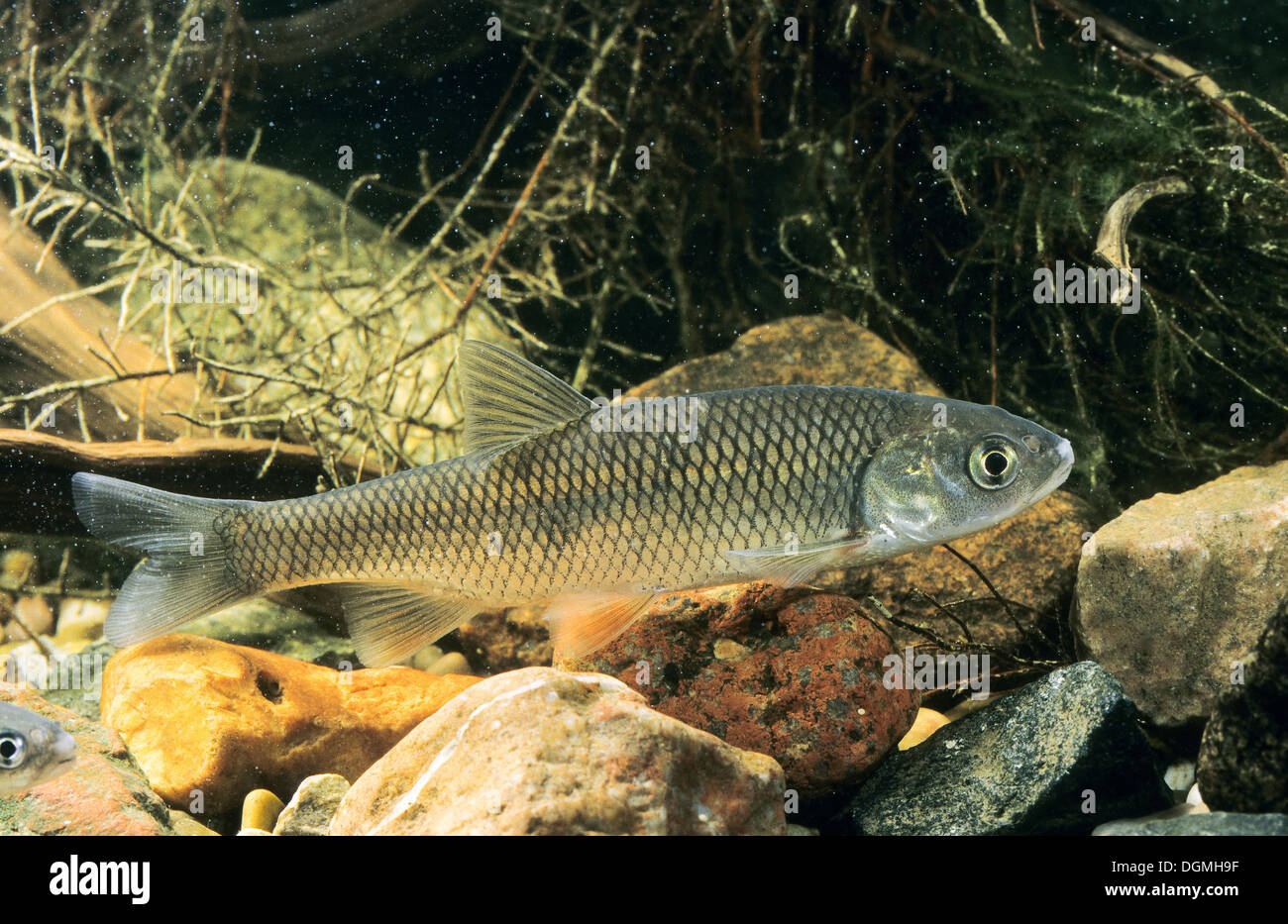 European chub, round chub, fat chub, chevin, pollard, Döbel, Alet ...