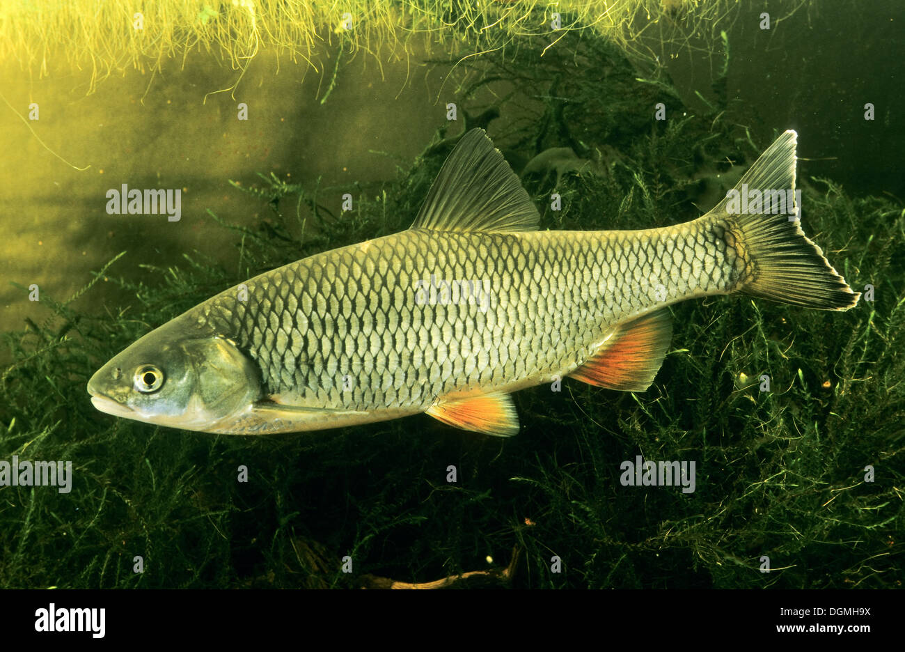 European chub, round chub, fat chub, chevin, pollard, Döbel, Alet ...