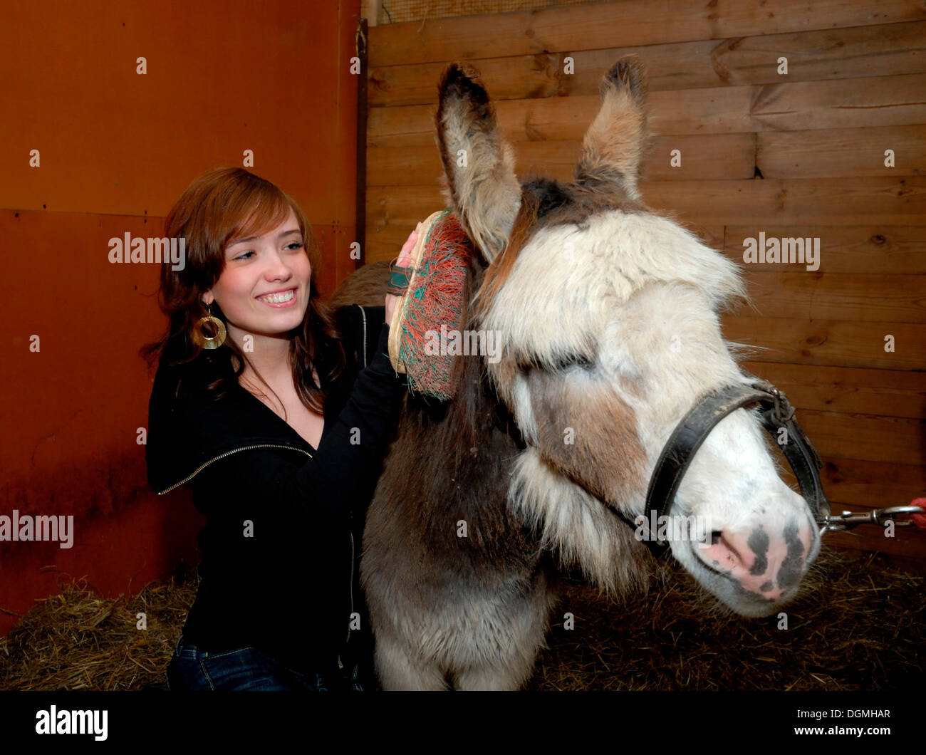 Girl grooming a donkey in a stable Stock Photo - Alamy