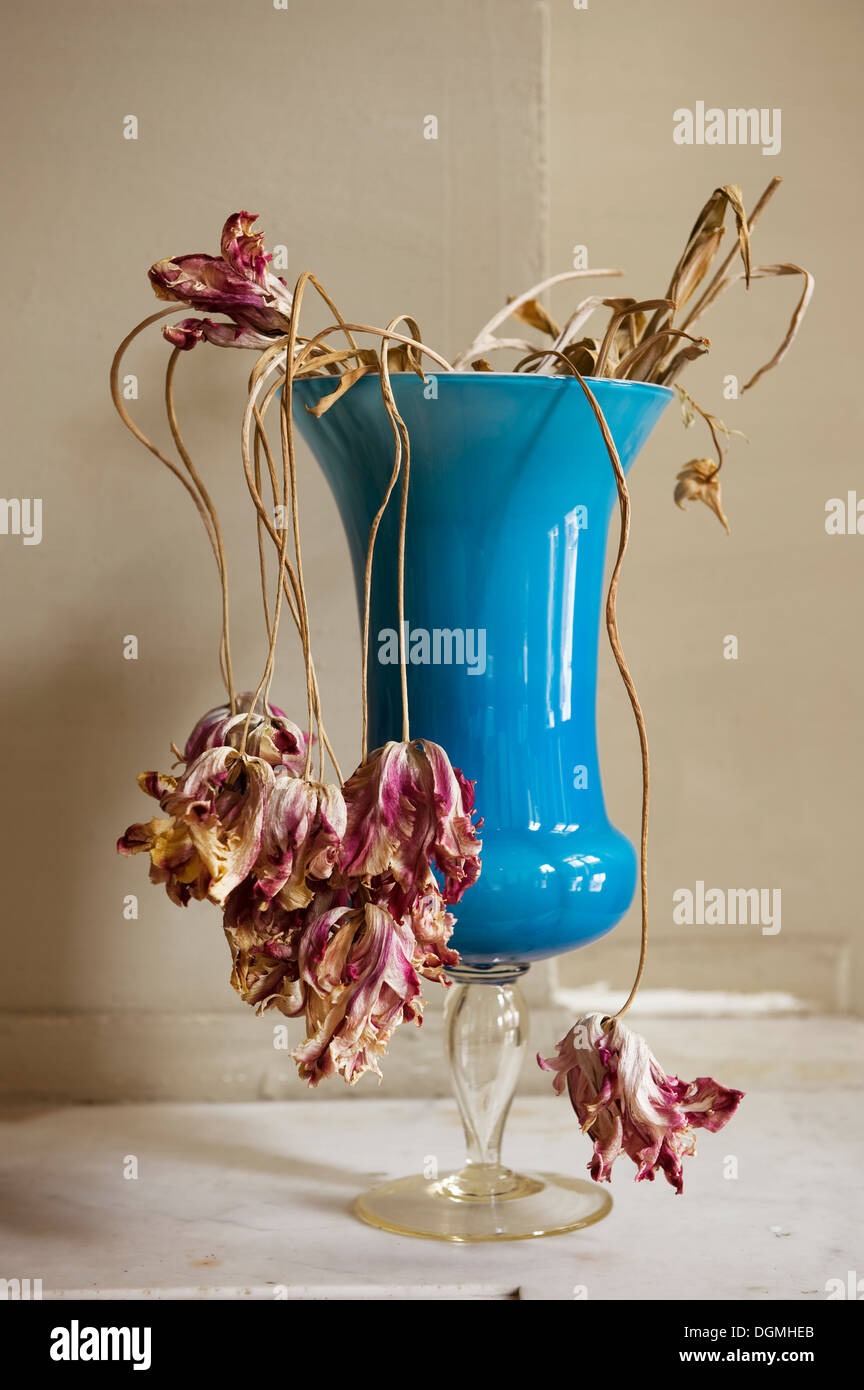 Dead tulips retain colour and shape Stock Photo - Alamy