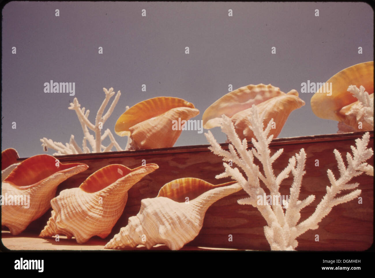 Souvenir seashells are sold at the southernmost point of the ...