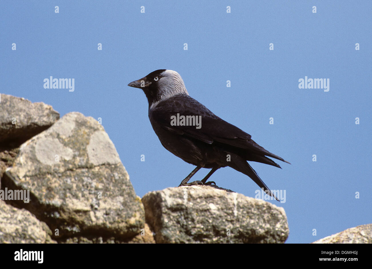 Jackdaw, Dohle, Coloeus monedula, Corvus monedula Stock Photo - Alamy