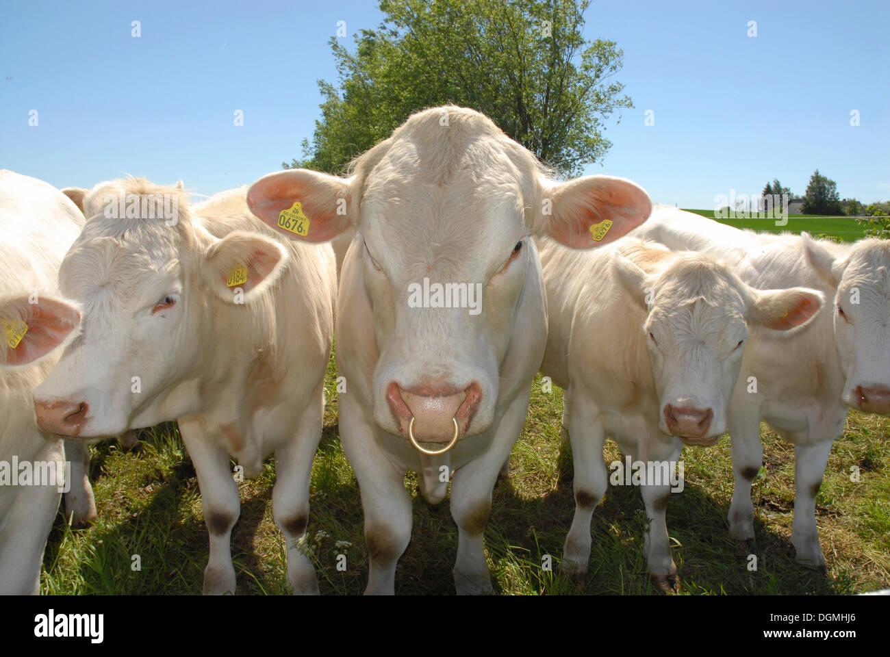 Charolais cattle, bull with cows Stock Photo - Alamy