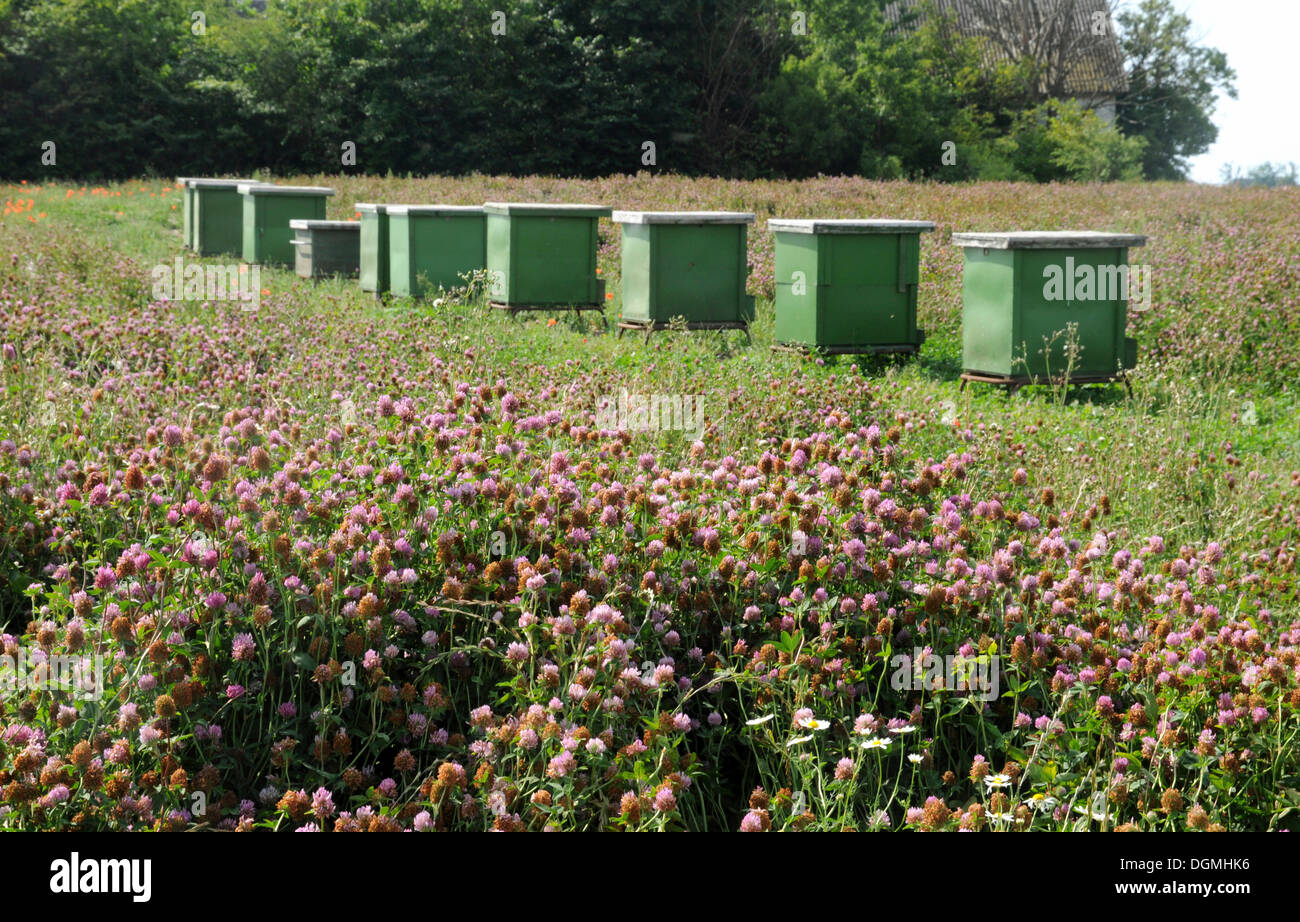 Red Clover Bee High Resolution Stock Photography and Images - Alamy