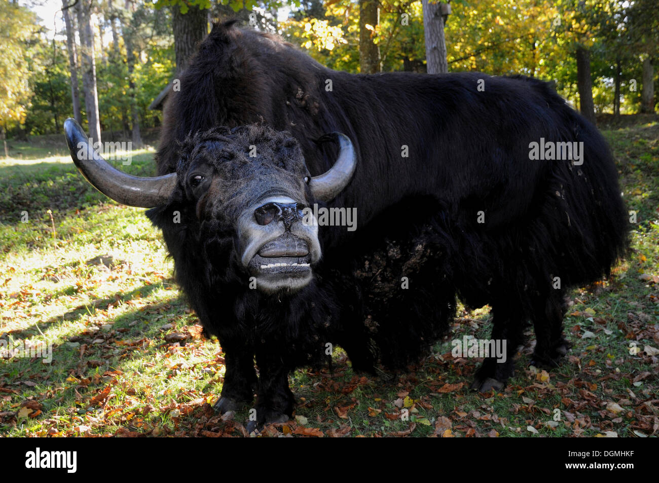 Yak (Bos grunniens) in a forest, Sweden, Europe Stock Photo - Alamy