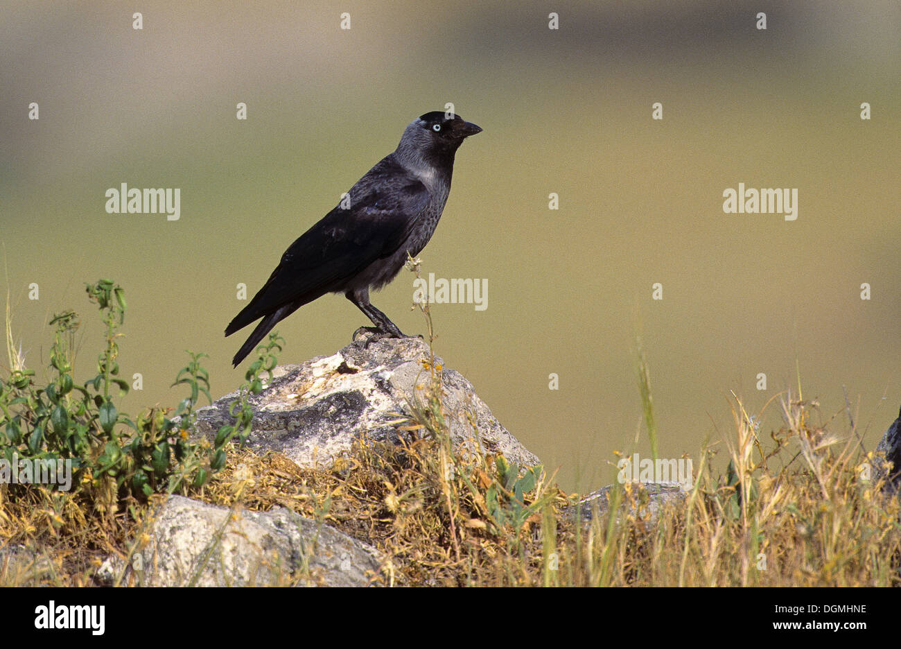 Jackdaw, Dohle, Coloeus monedula, Corvus monedula Stock Photo - Alamy