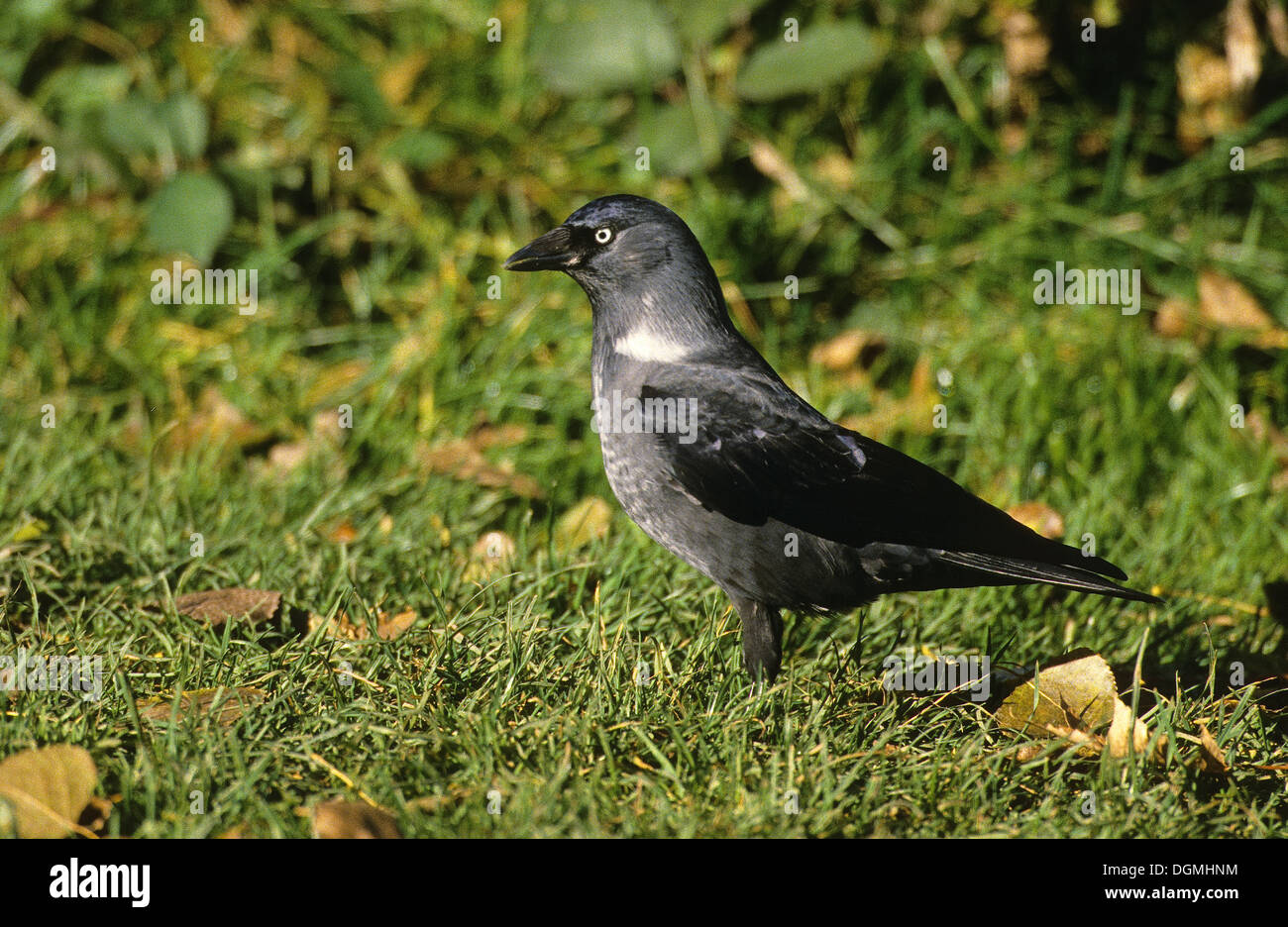 Jackdaw, Dohle, Coloeus monedula, Corvus monedulaHalsbanddohle ...